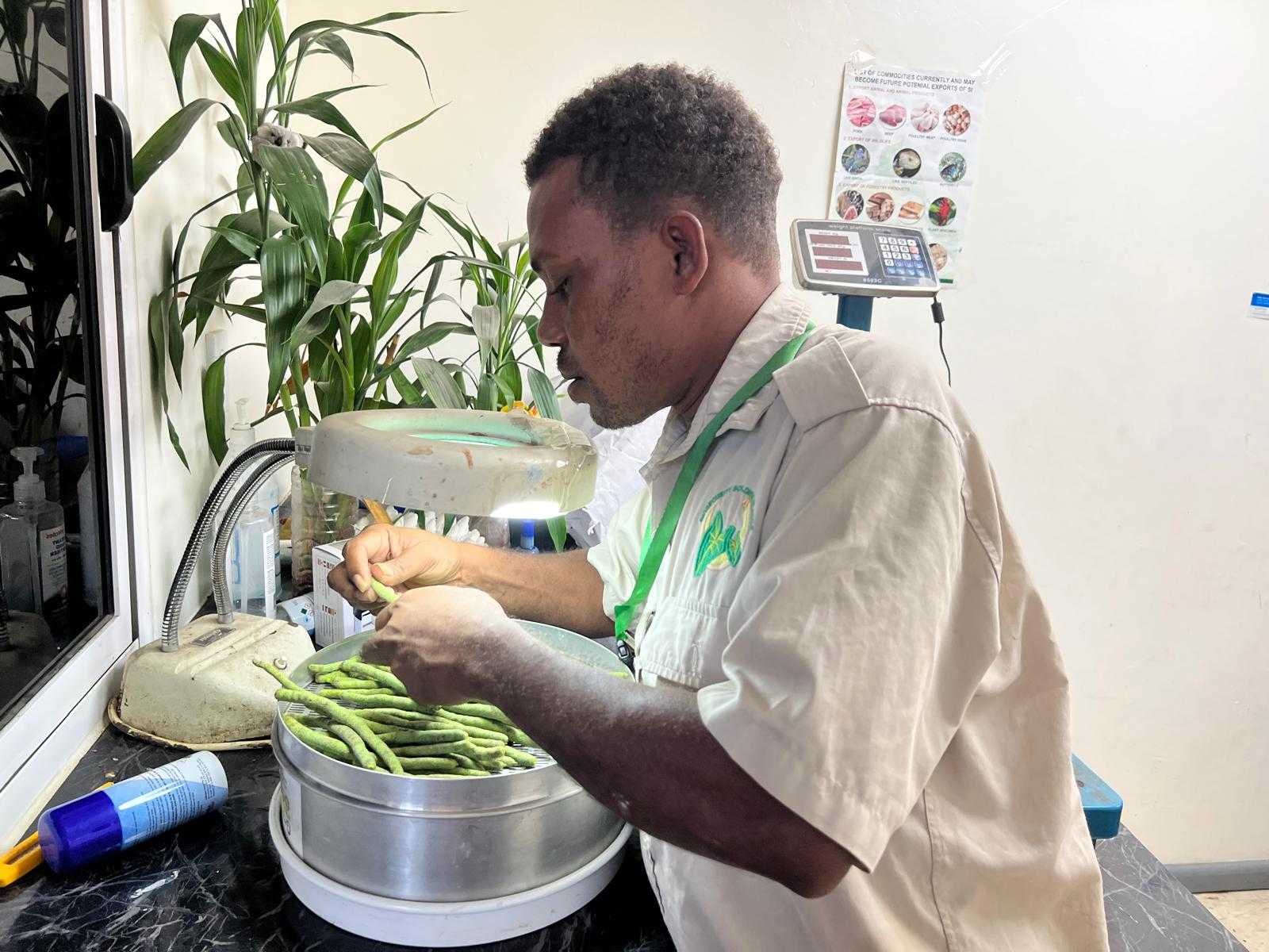 Changes to issuing of betel-nut, mustard stick certificates - Solomon ...